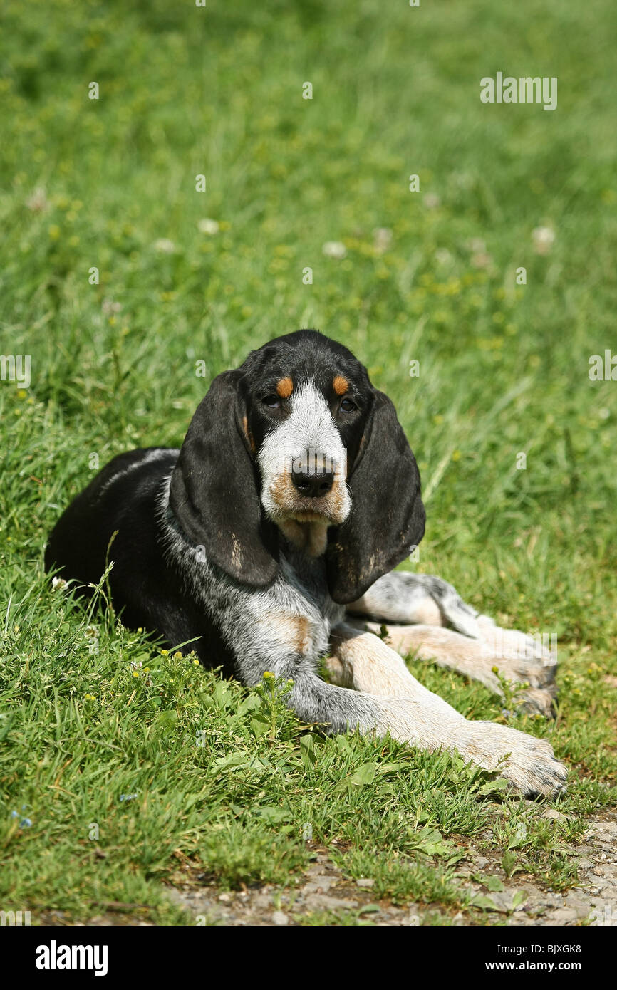 Griffon bleu de gascogne hi-res stock photography and images - Alamy
