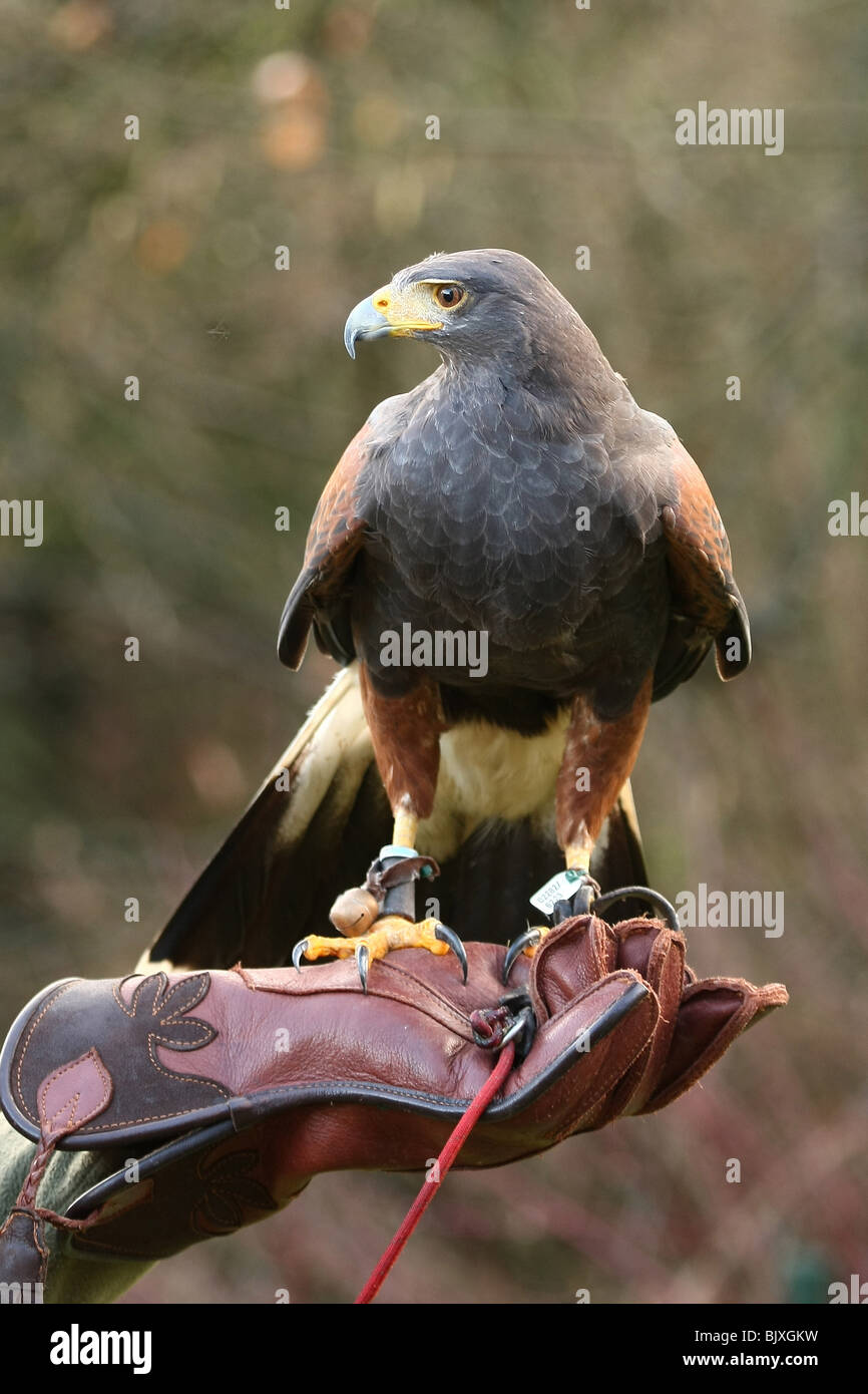 Hawks and humans hi-res stock photography and images - Alamy