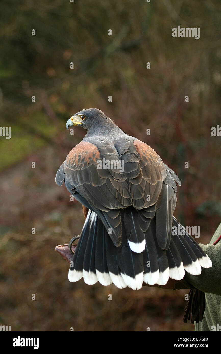 Harris hawk size hi-res stock photography and images - Alamy