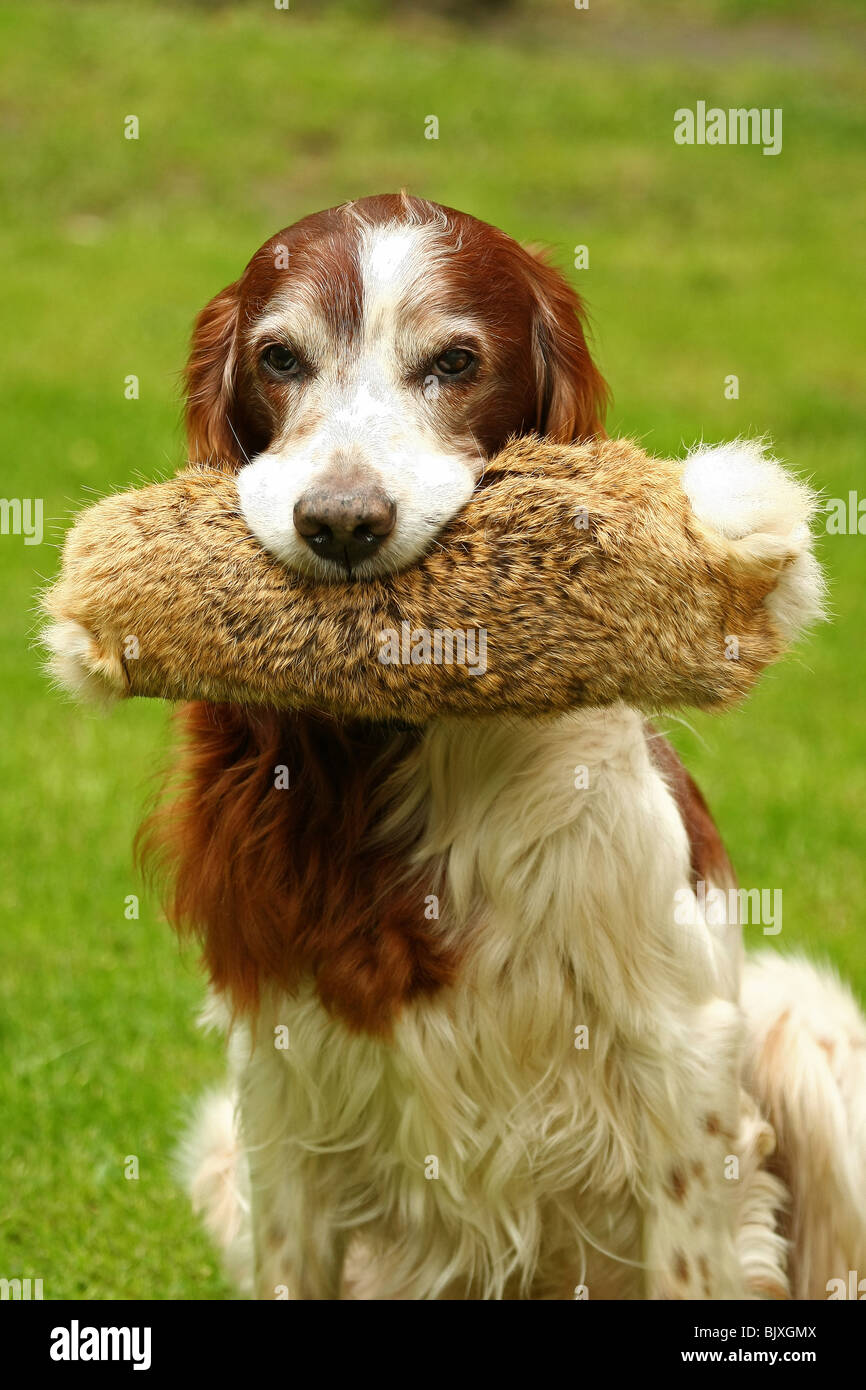 Purebred irish setter running hi-res stock photography and images - Alamy