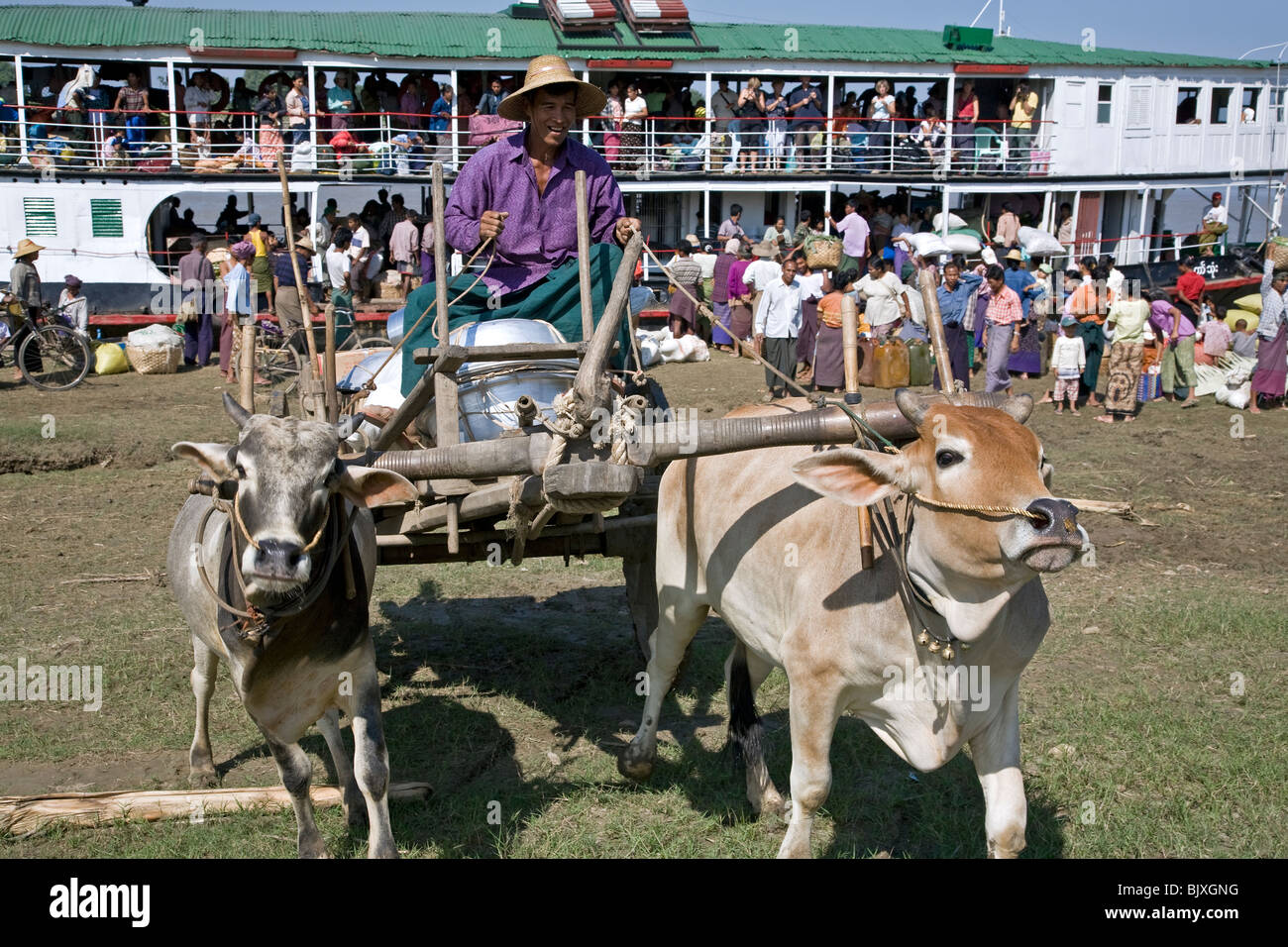 Man riding ox cart hi-res stock photography and images - Alamy