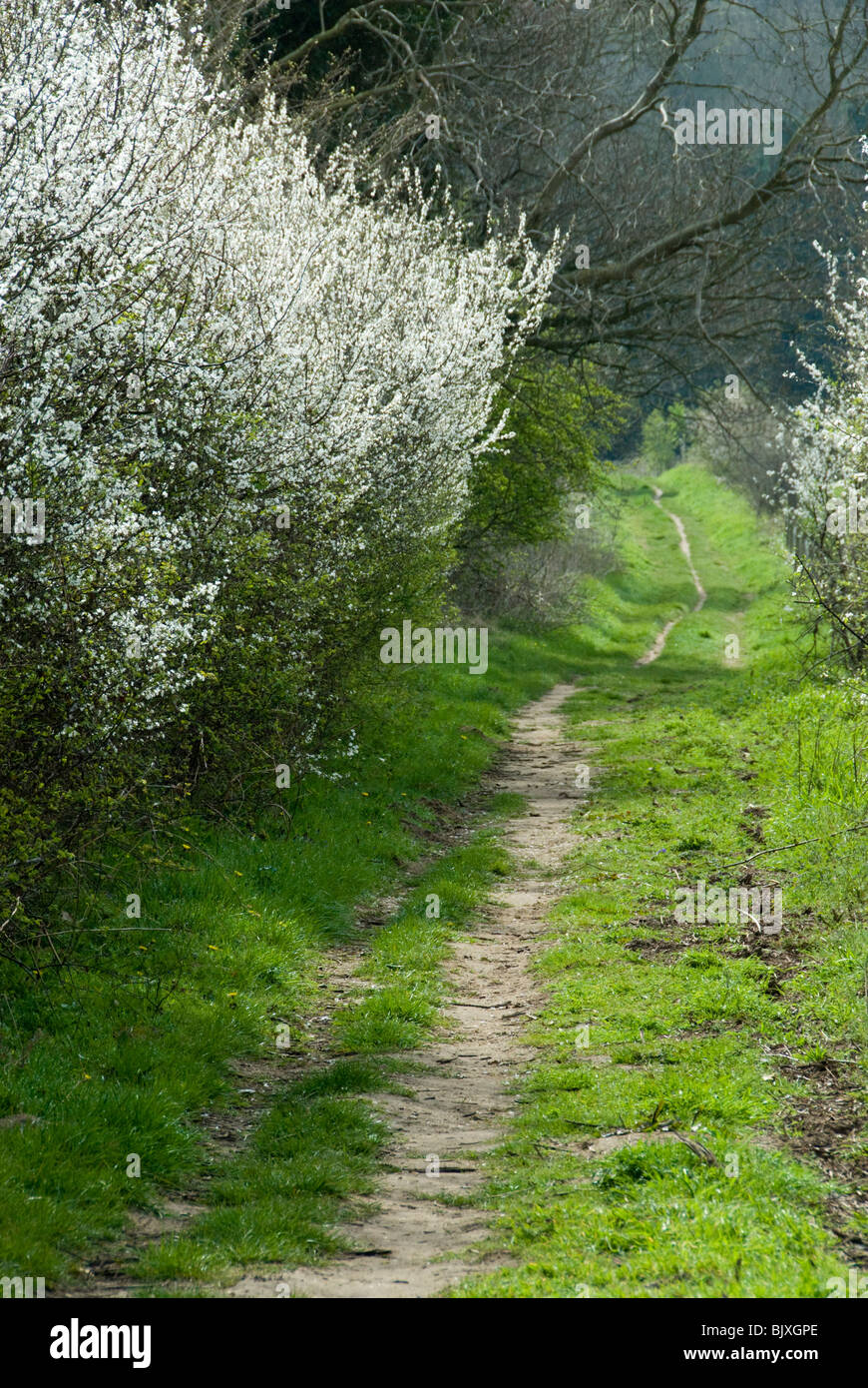 Peddars Way and Norfolk Coast Path National Trail, hawthorn blossom ...