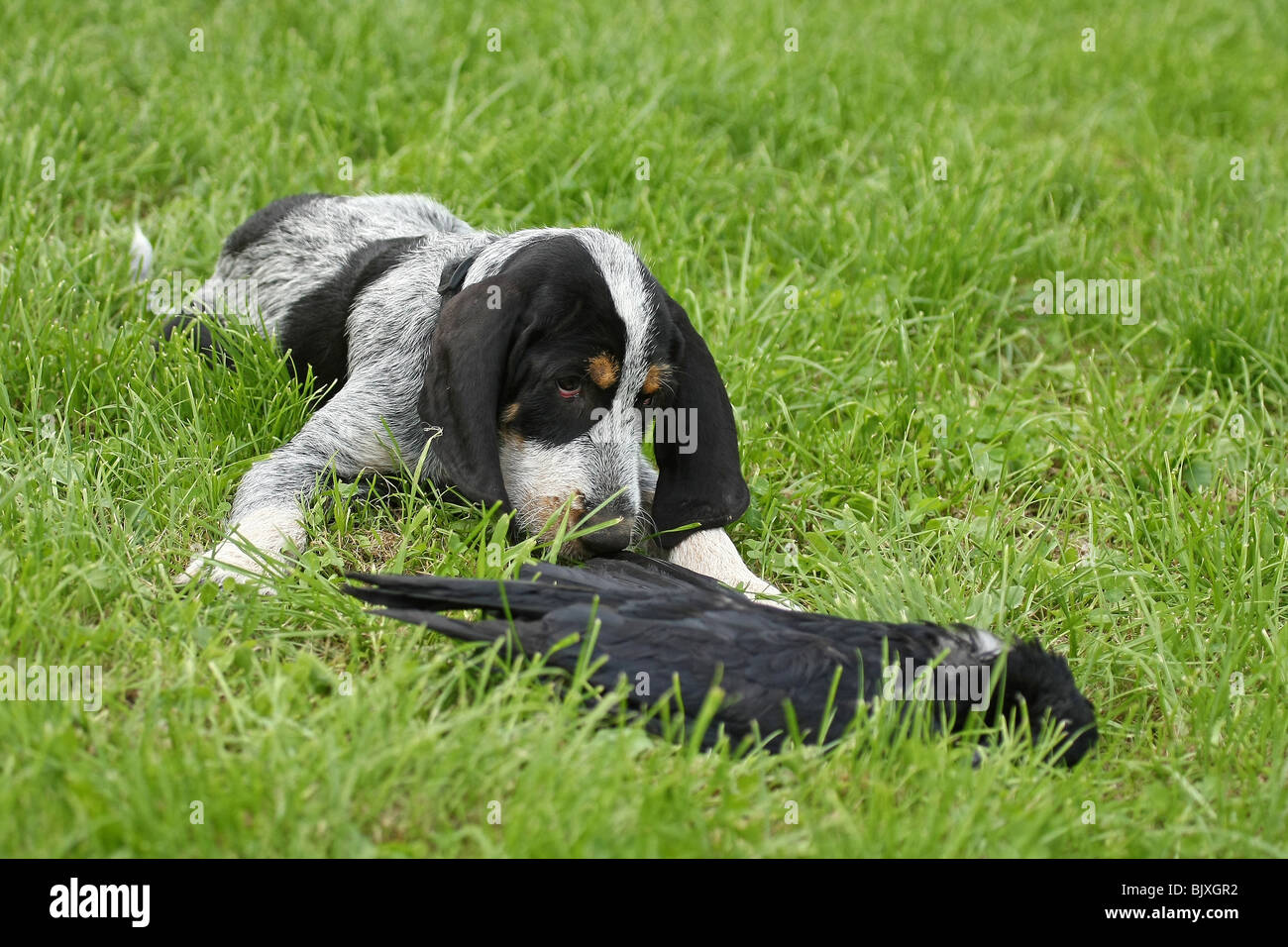 Griffon Bleu de Gascogne puppy Stock Photo - Alamy