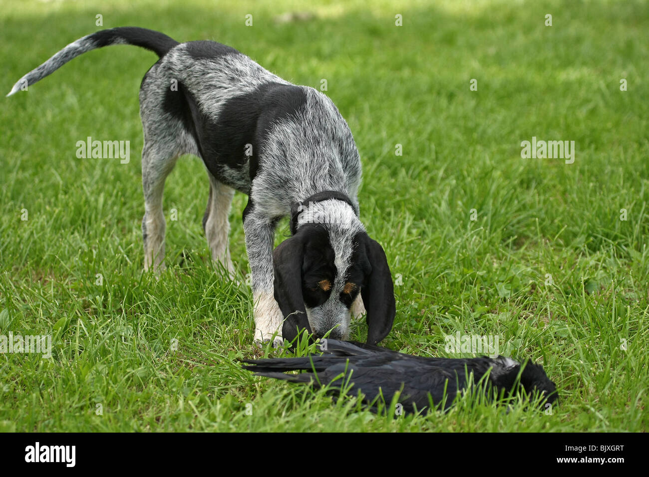 Griffon Bleu de Gascogne puppy Stock Photo - Alamy