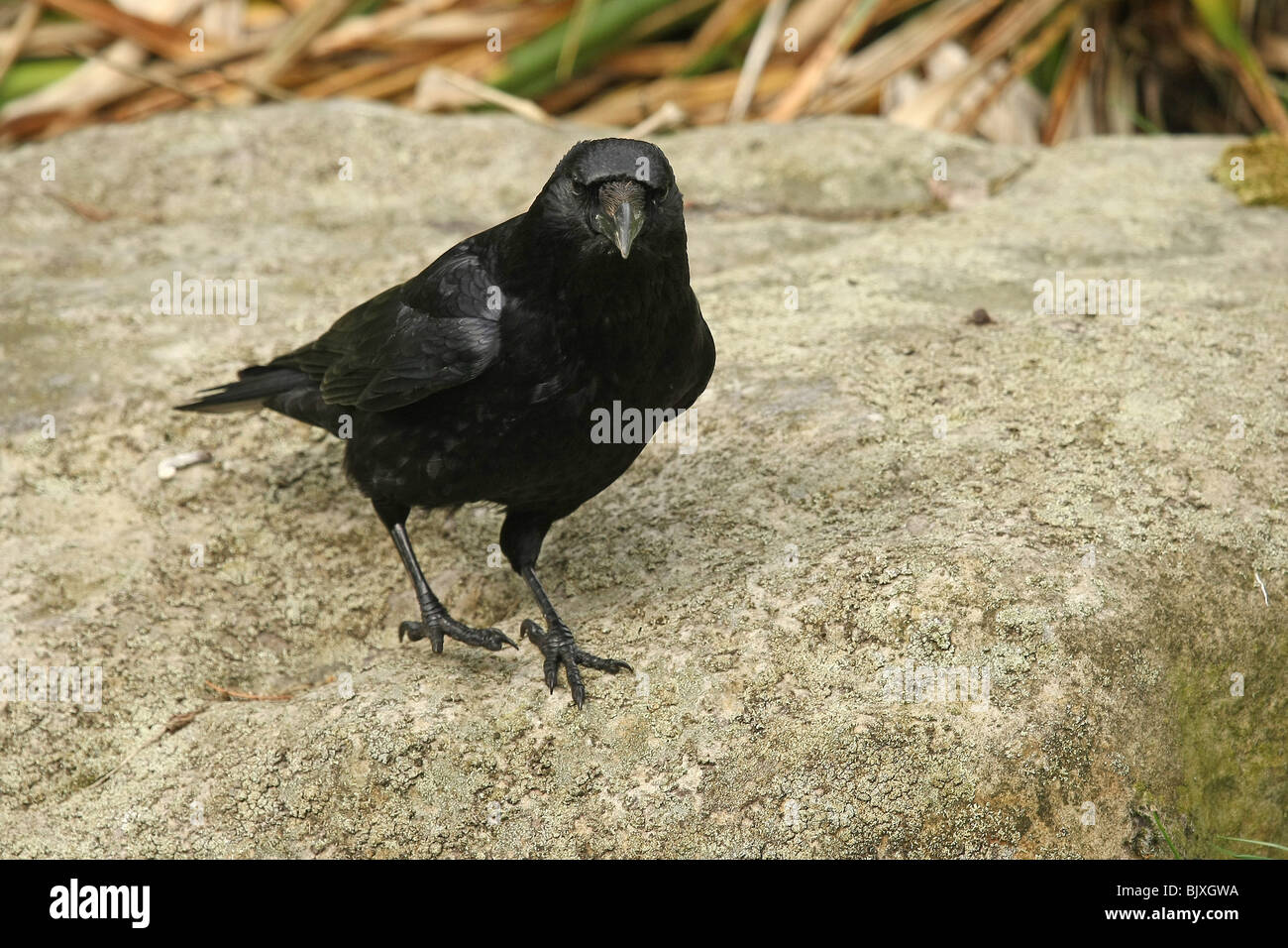 Crows rocks hi-res stock photography and images - Alamy