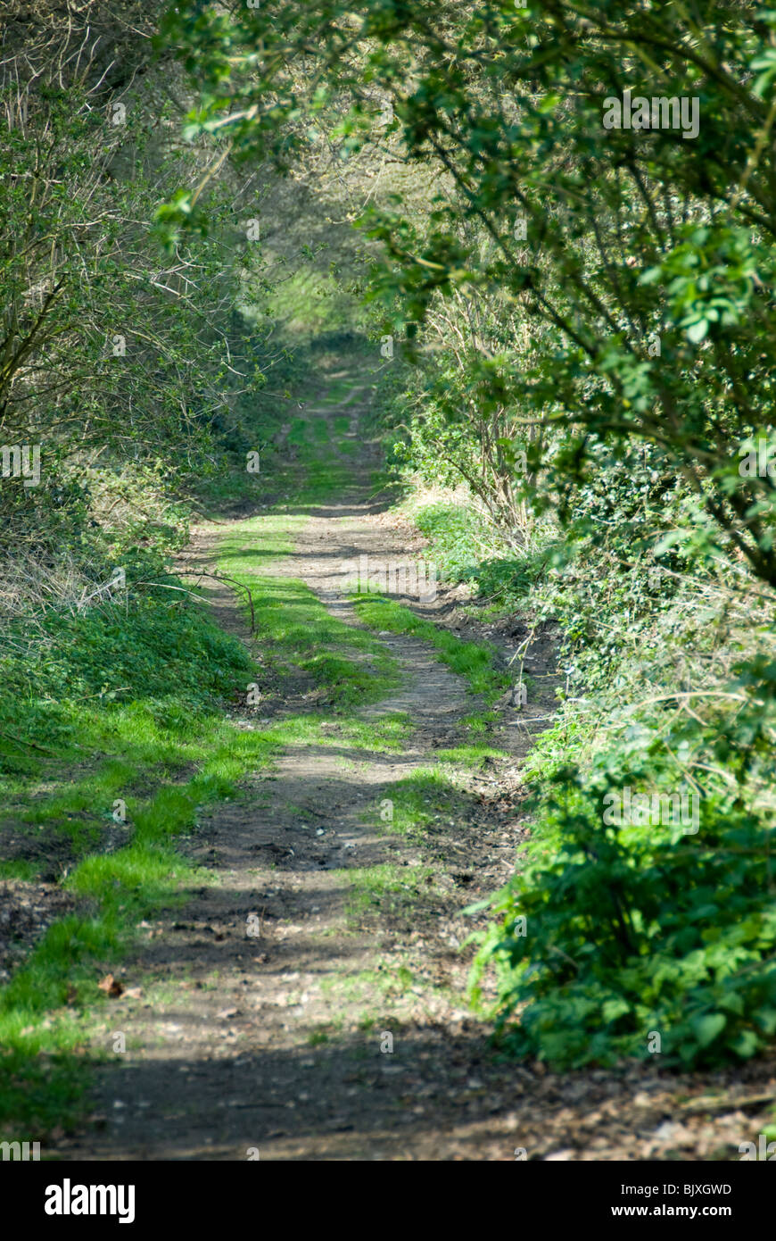 Peddars Way and Norfolk Coast Path National Trail, Procession Lane ...