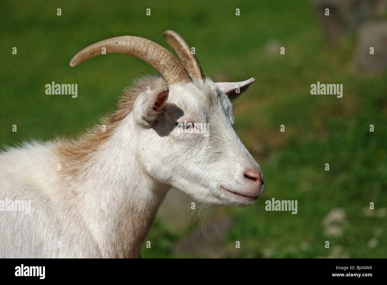 Goat head profile hi-res stock photography and images - Alamy