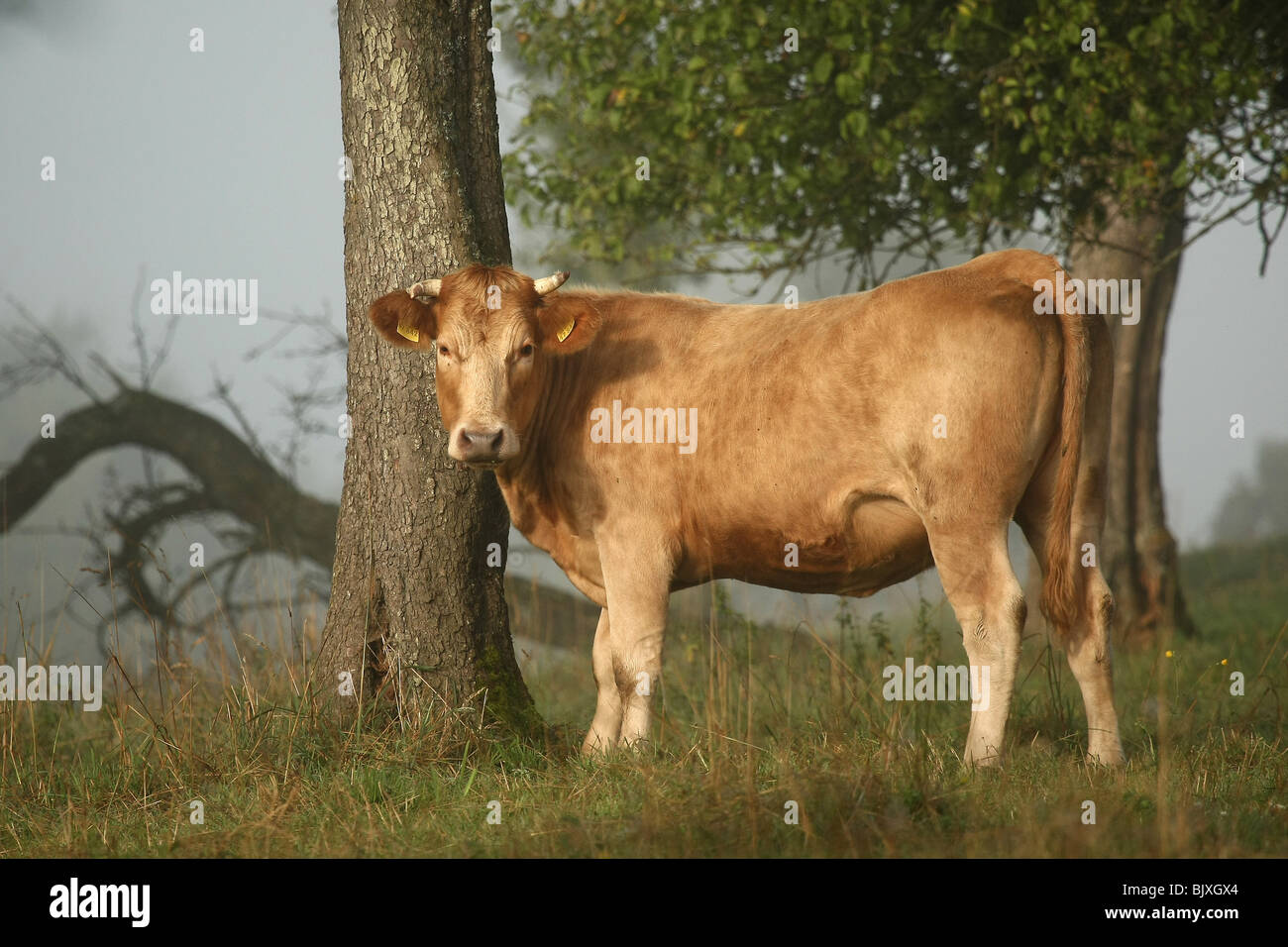 Moody single cow farm hi-res stock photography and images - Alamy