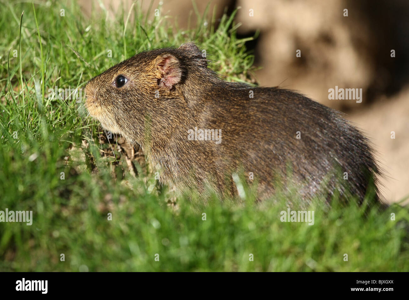 Coypu sun hi-res stock photography and images - Alamy