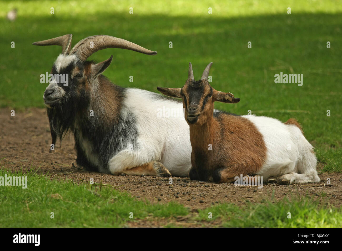 Two Lying Goats High Resolution Stock Photography and Images - Alamy