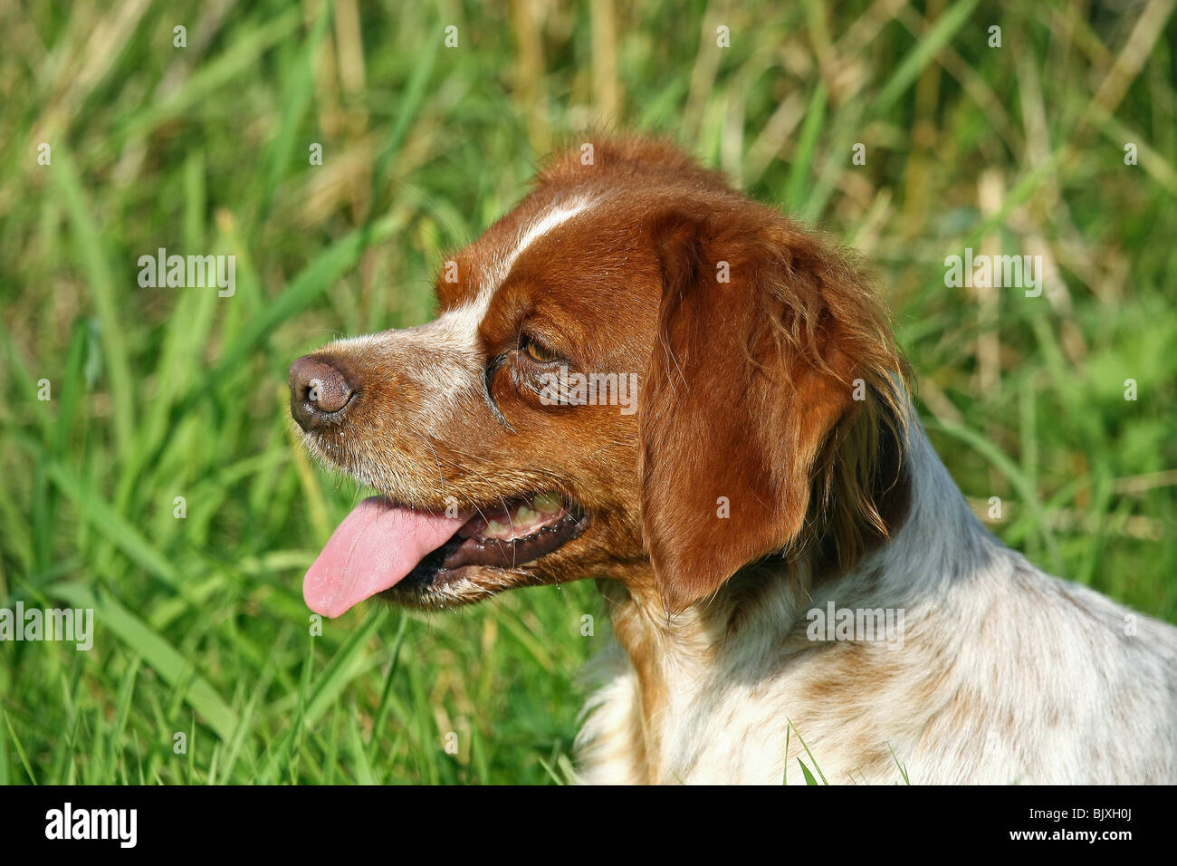 Epagneul Breton Portrait Stock Photo - Alamy