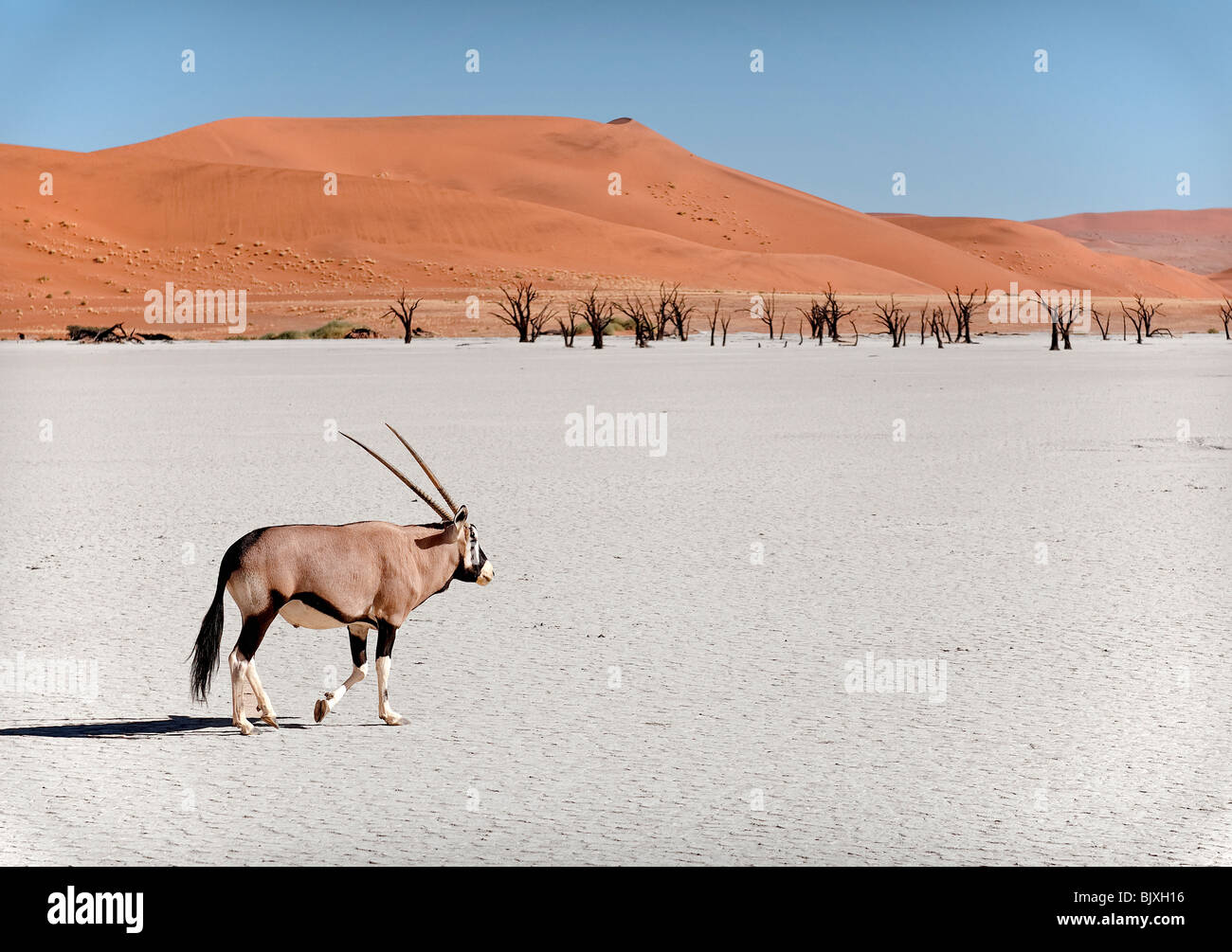 Oryx at Dead Vlei, Namibia Stock Photo - Alamy