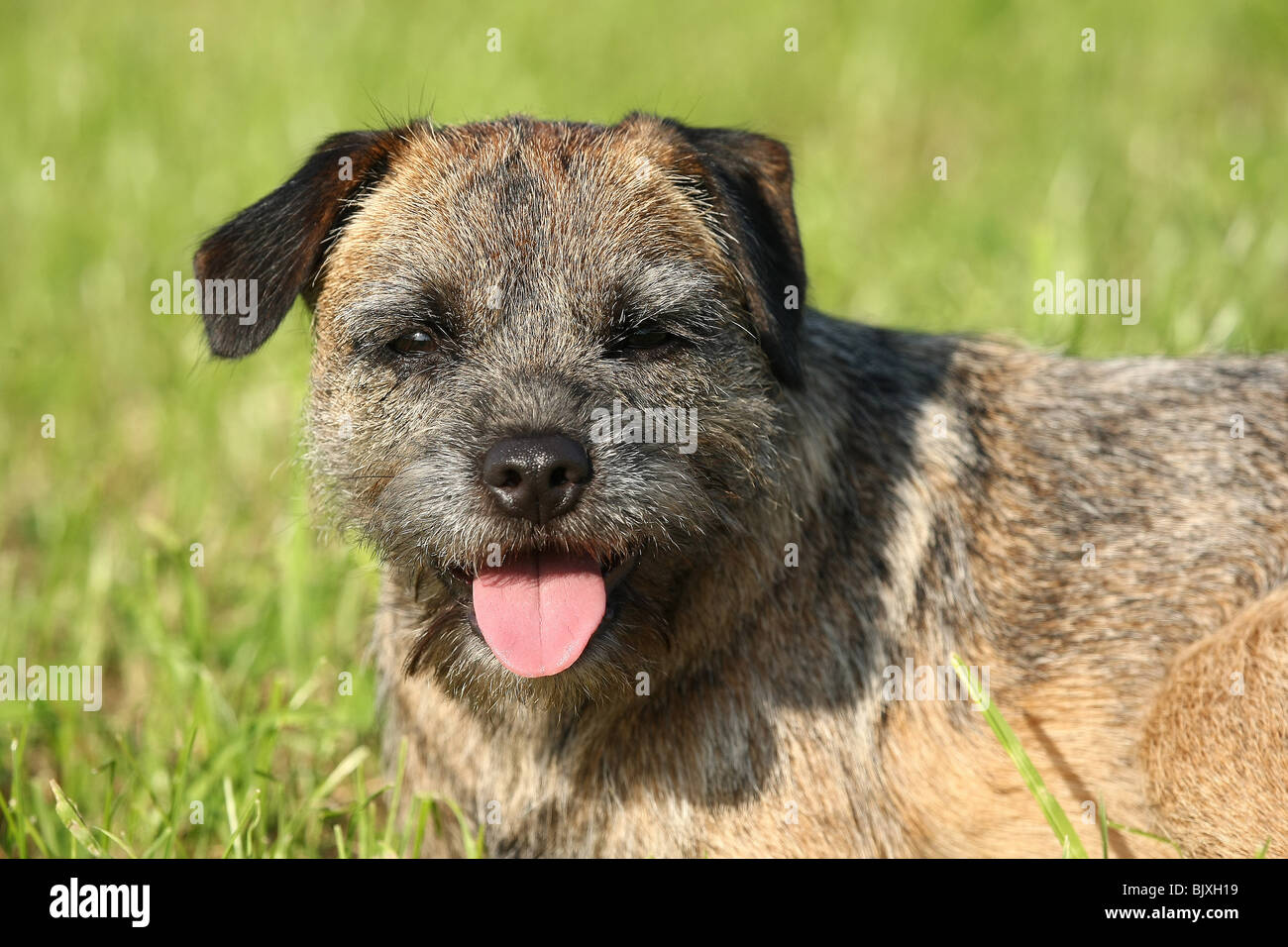 Dog terrier adult border terriers hi-res stock photography and images ...