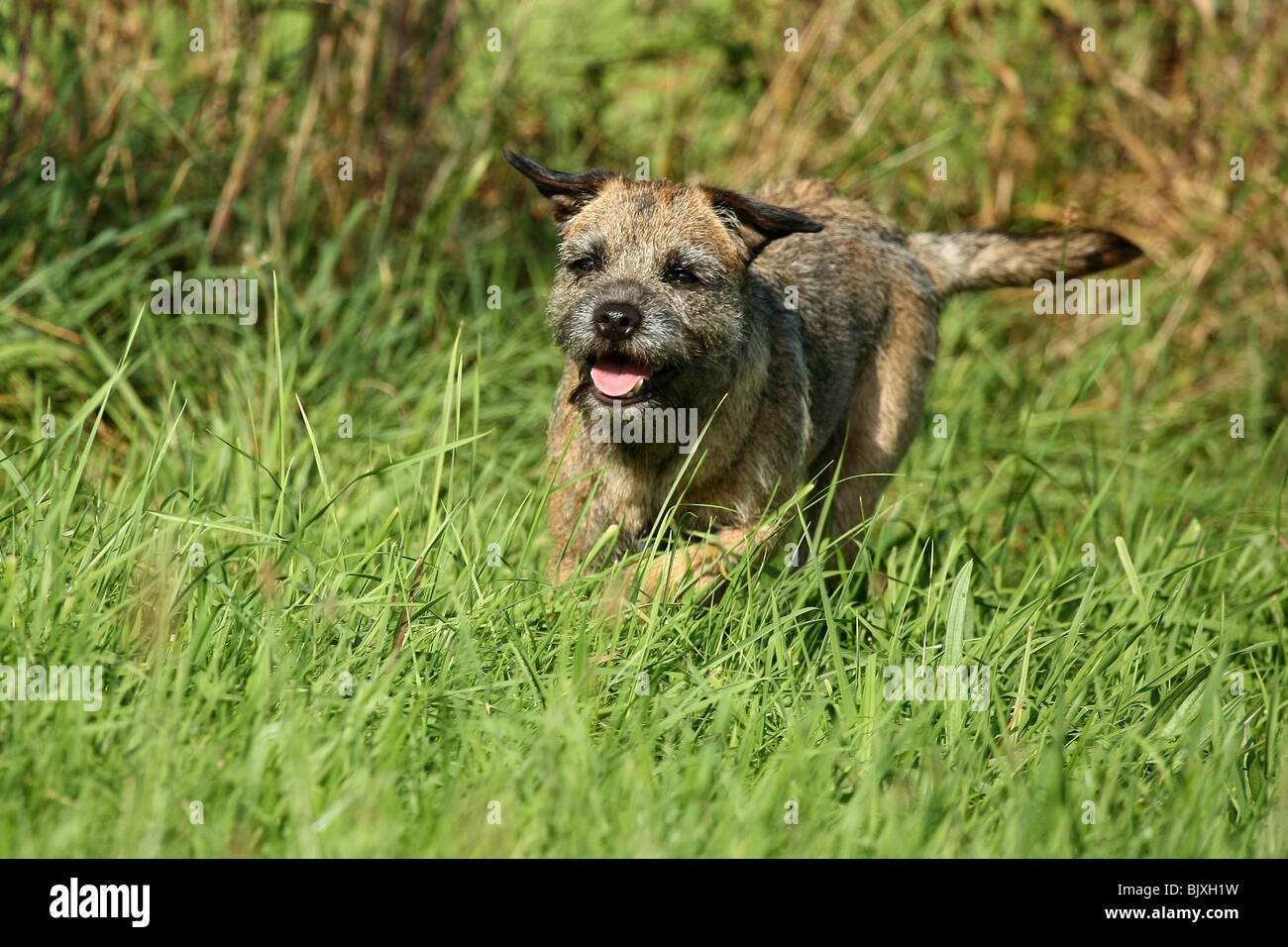 running Border Terrier Stock Photo - Alamy