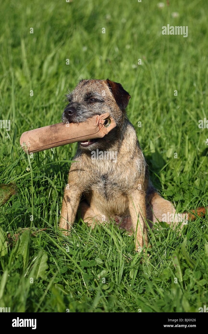 Border Terrier with dummy Stock Photo - Alamy