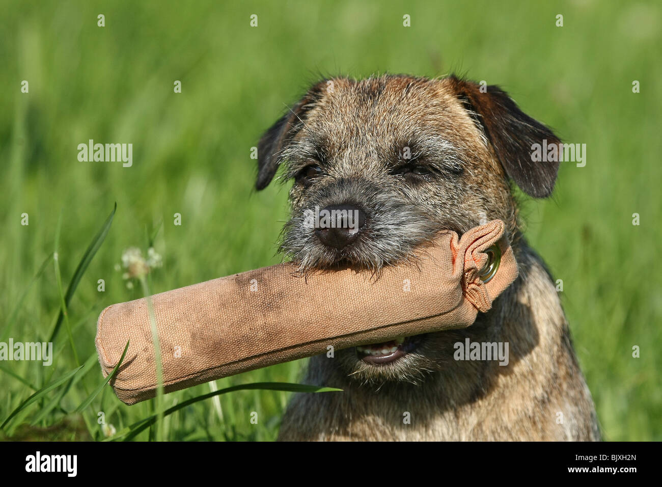 Border Terrier with dummy Stock Photo - Alamy