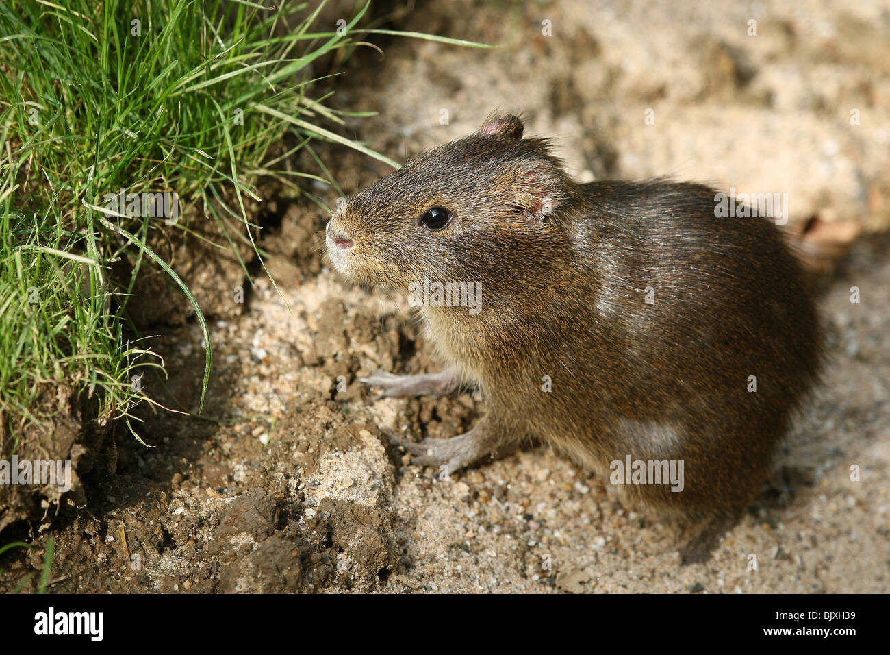 Coypu coypus rodent rodents hi-res stock photography and images - Alamy