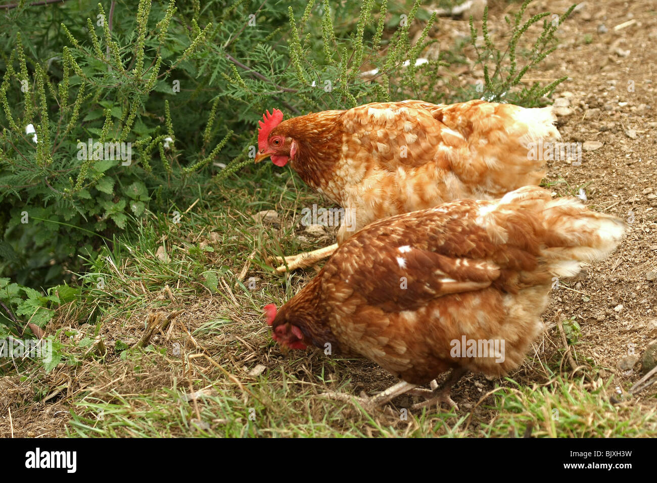 Foraging domestic chickens hi-res stock photography and images - Alamy