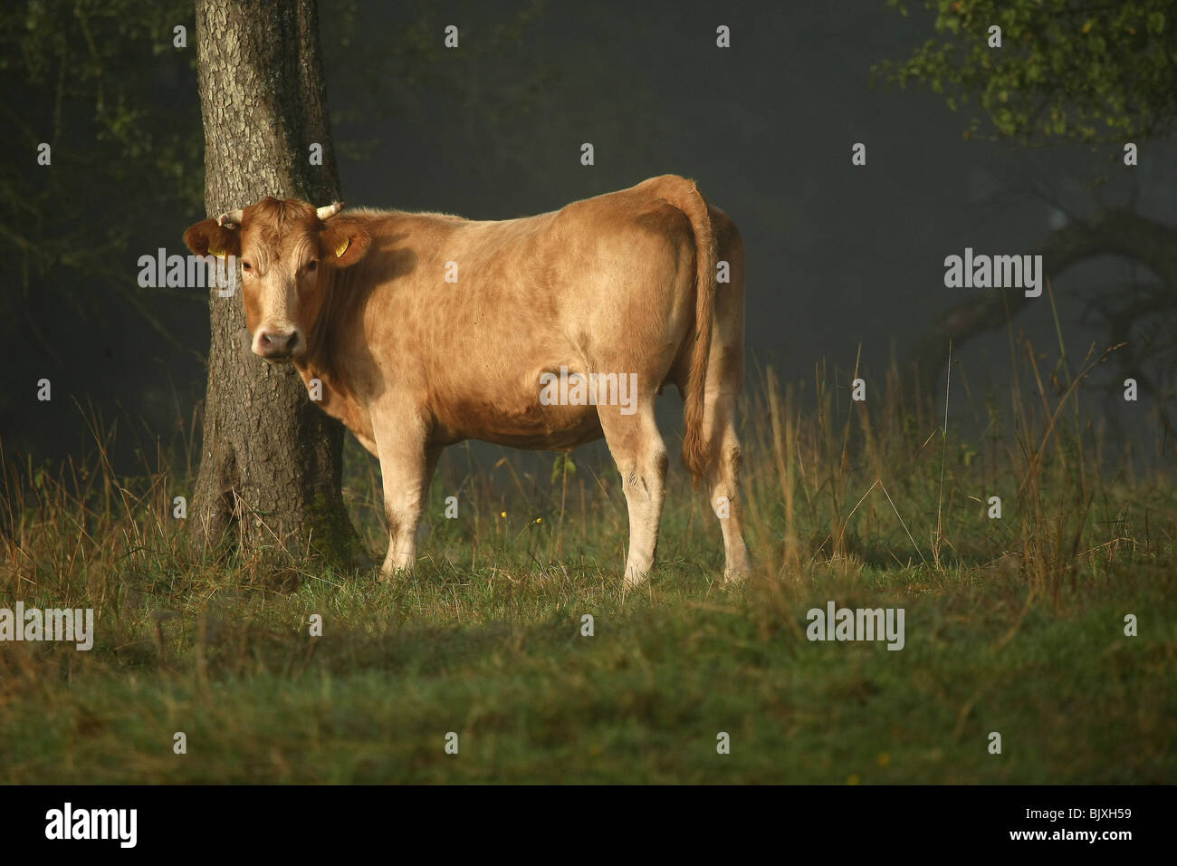 Moody single cow farm hi-res stock photography and images - Alamy
