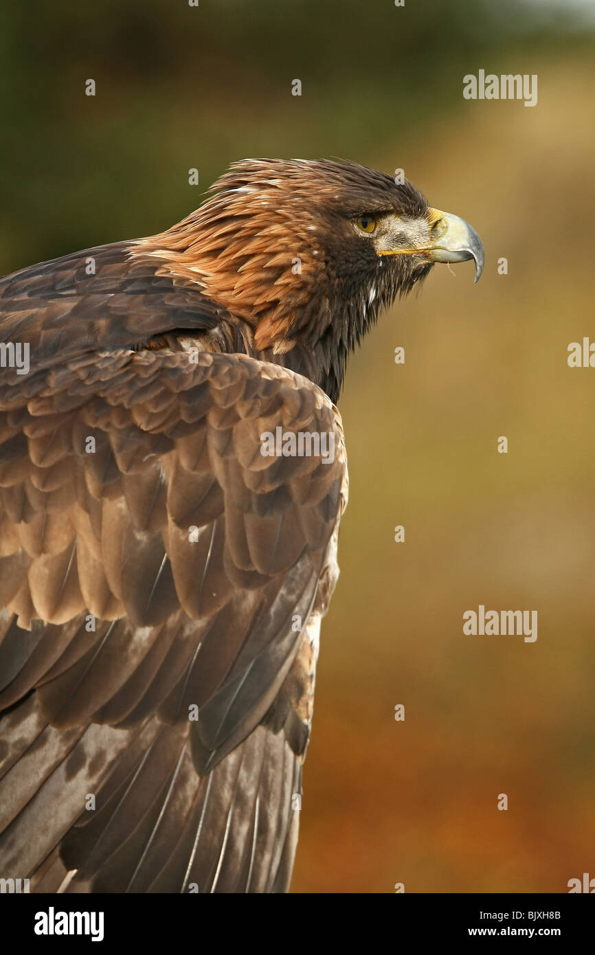 Golden eagle side view hi-res stock photography and images - Alamy
