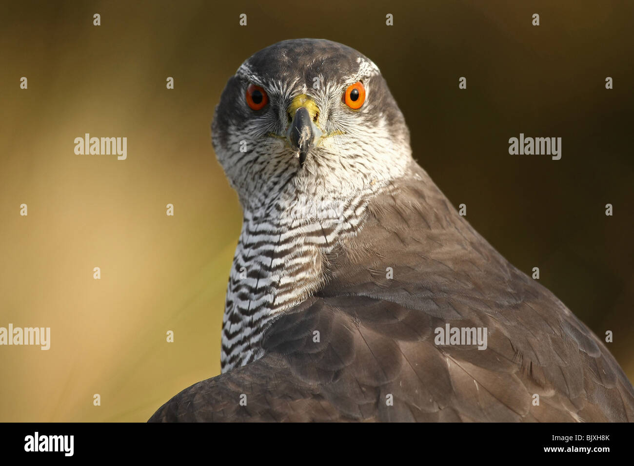 1 northern goshawk hi-res stock photography and images - Alamy