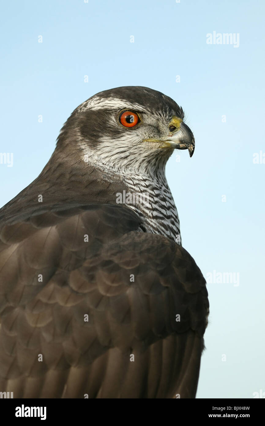 Goshawks hi-res stock photography and images - Alamy