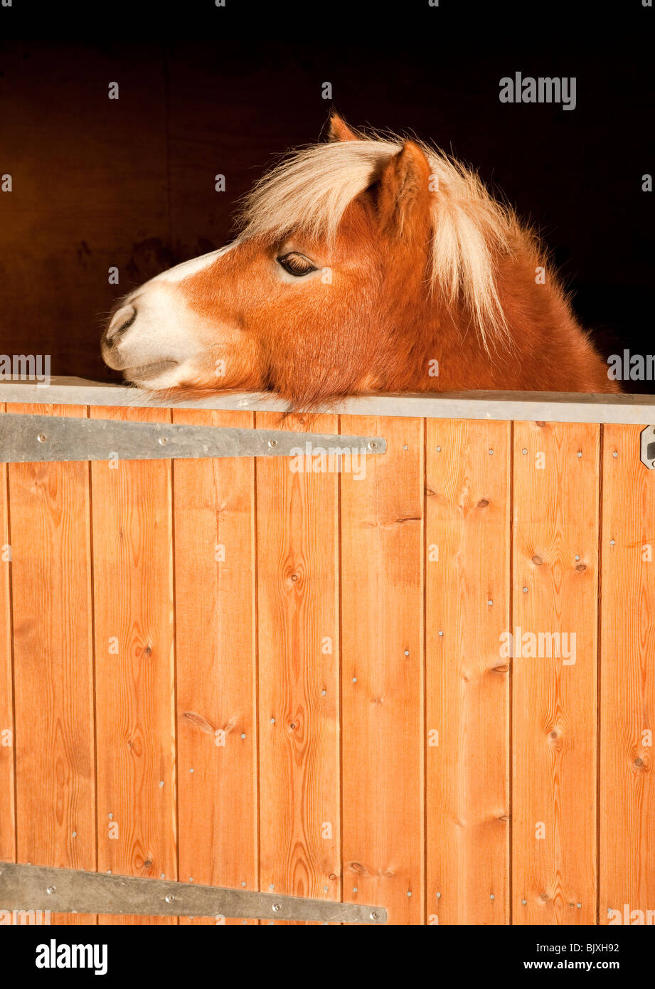 Isolation box horse hi-res stock photography and images - Alamy