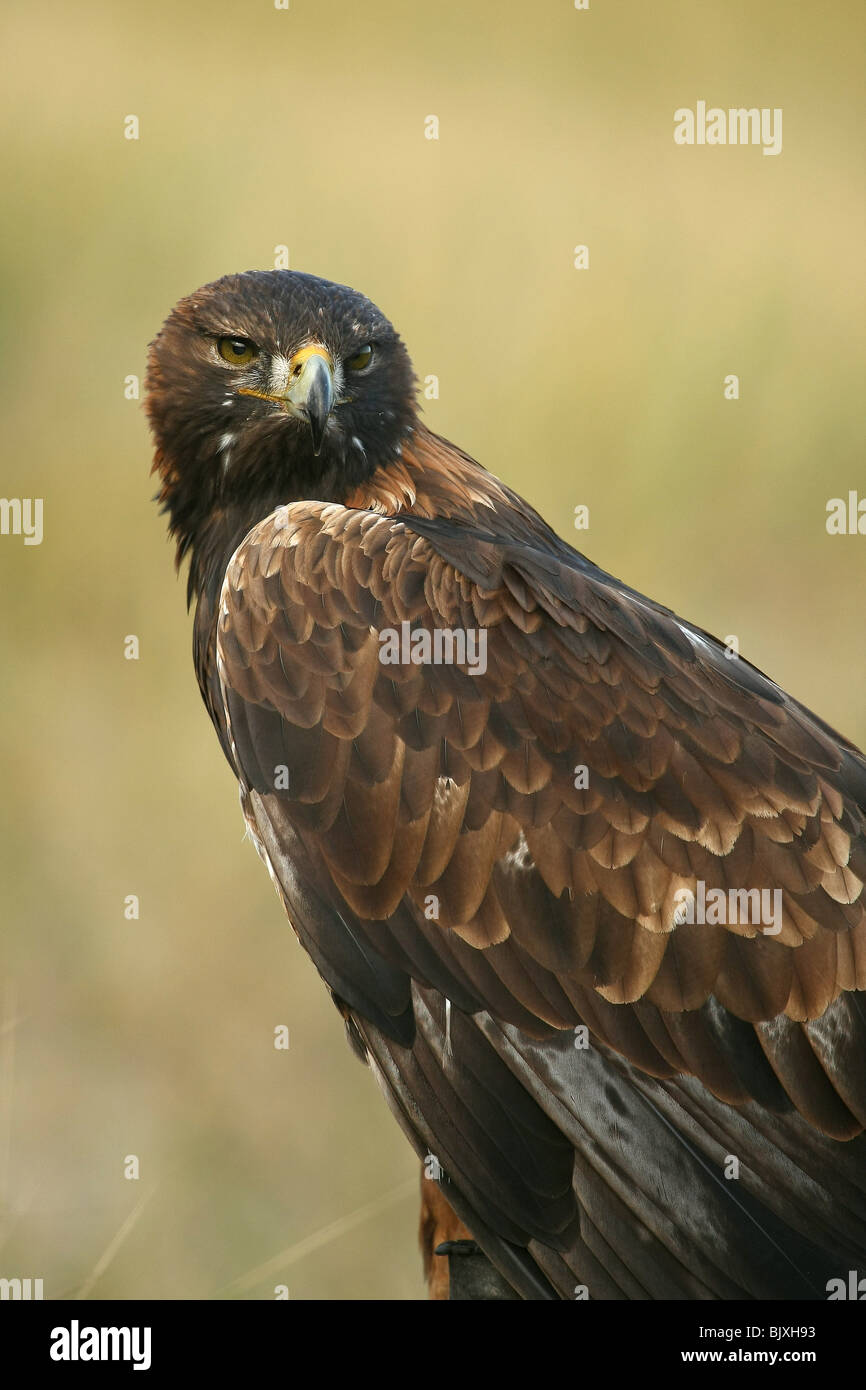 Golden eagle side view hi-res stock photography and images - Alamy