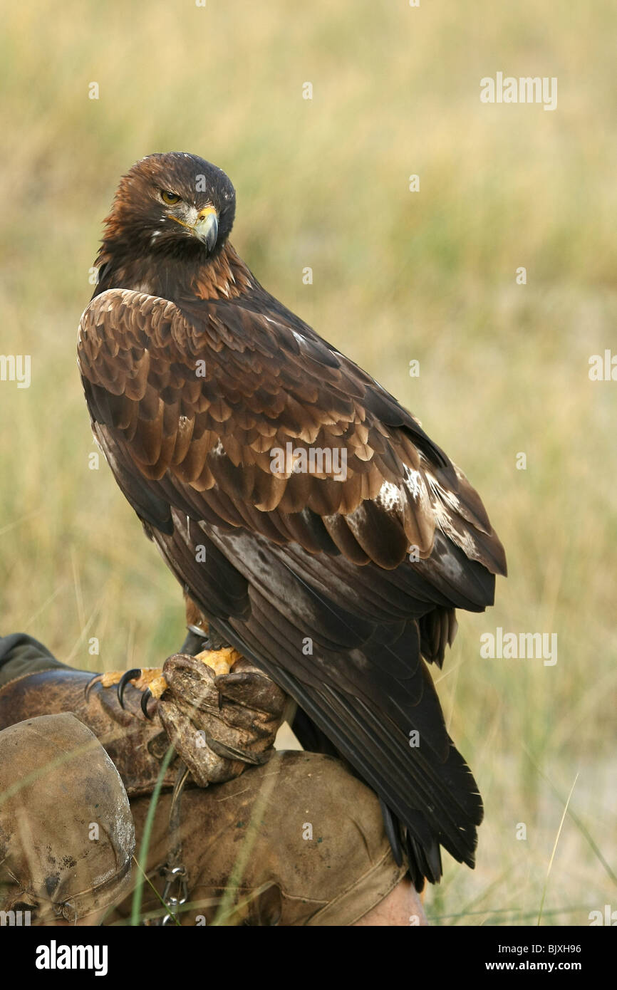 Golden eagle side view hi-res stock photography and images - Alamy