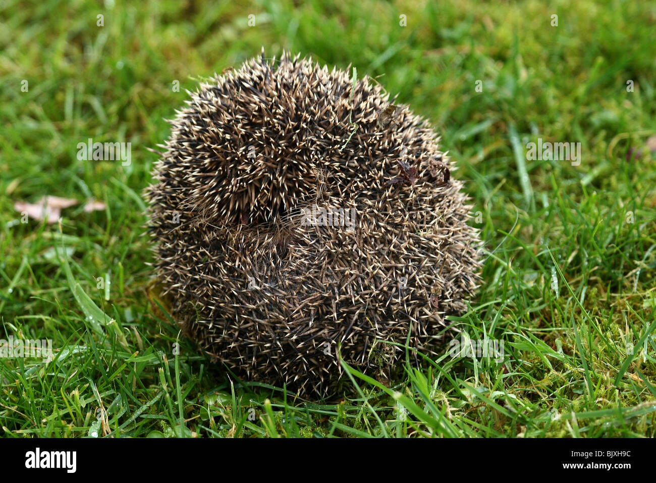 Rolled hedgehog hi-res stock photography and images - Alamy