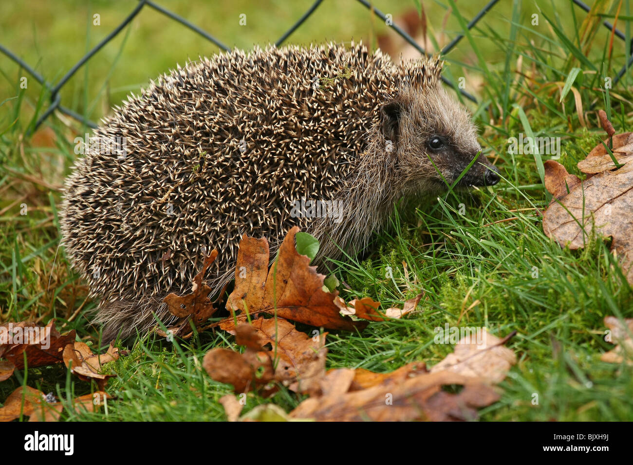 Adult hedgehog hi-res stock photography and images - Alamy
