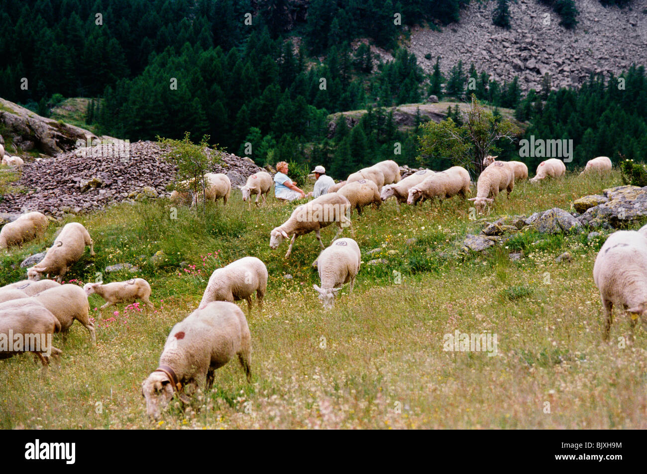 Sheep in france hi-res stock photography and images - Alamy