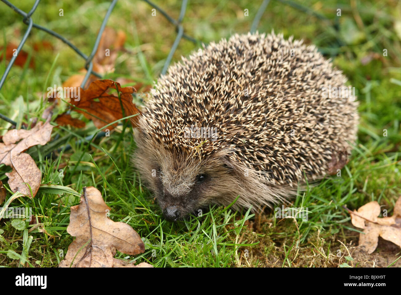 Hedgehogs fence hi-res stock photography and images - Alamy