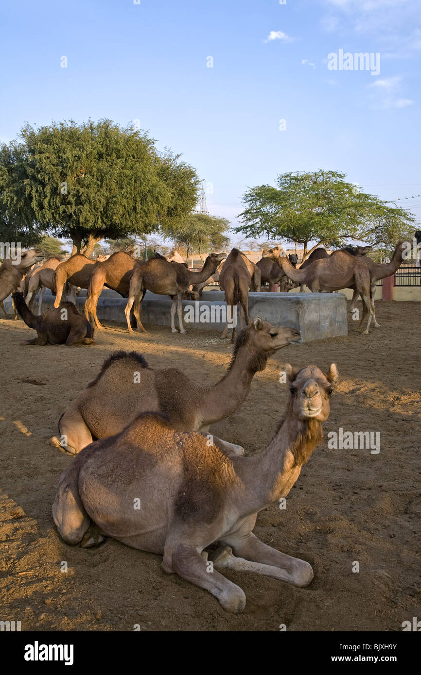 Camel breeding farm. Bikaner. Rajasthan. India Stock Photo - Alamy