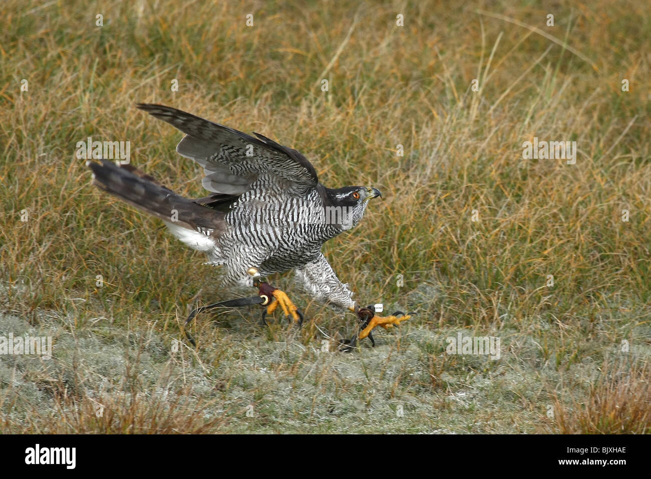 Meadow hawks hi-res stock photography and images - Alamy