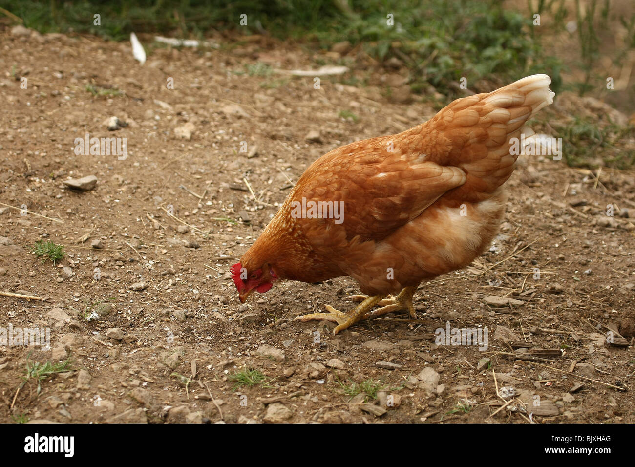 Foraging domestic chickens hi-res stock photography and images - Alamy