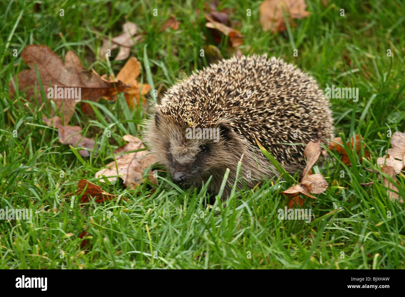 Hedgehog side view hi-res stock photography and images - Alamy