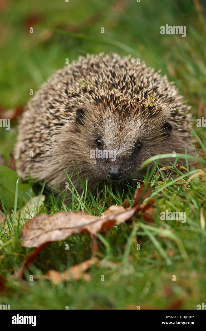 Hedgehogs hi-res stock photography and images - Alamy