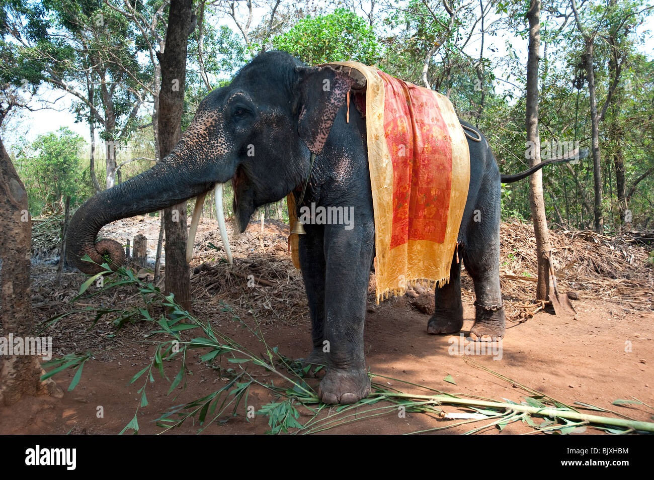 Spice Plantation Goa High Resolution Stock Photography and Images - Alamy
