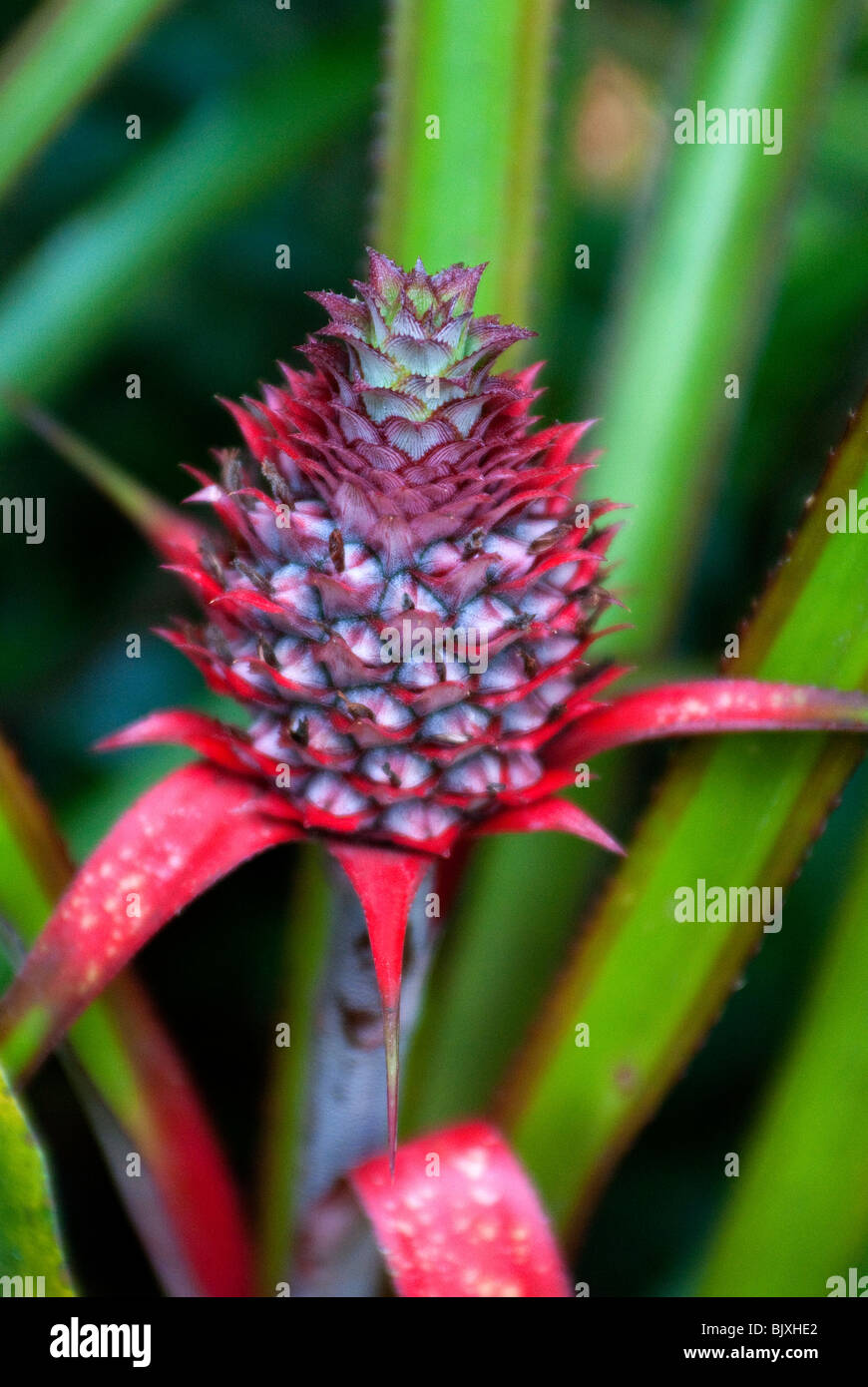 Flora and Fauna at Tropical Spice Plantation, Ponda, Goa, India Stock ...