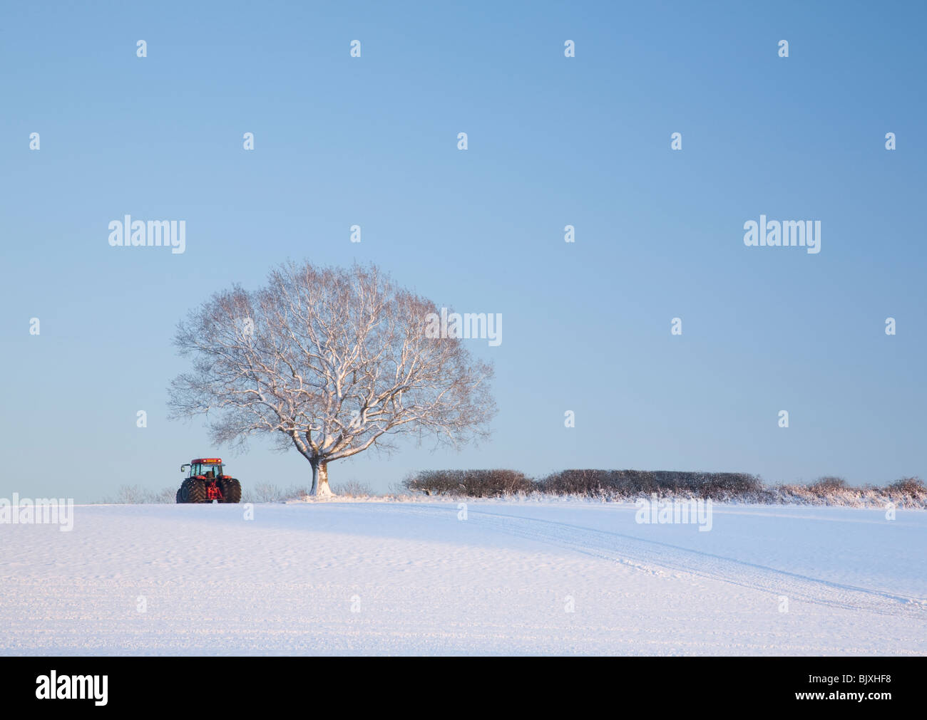 Winter landscape with snow covered fields a tree and a distant tractor ...