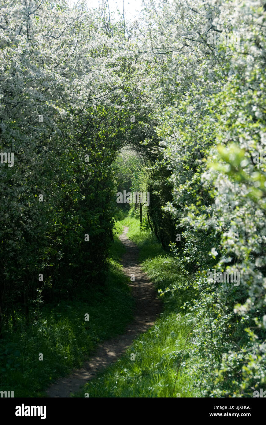 Peddars Way and Norfolk Coast Path National Trail hawthorn blossom near ...