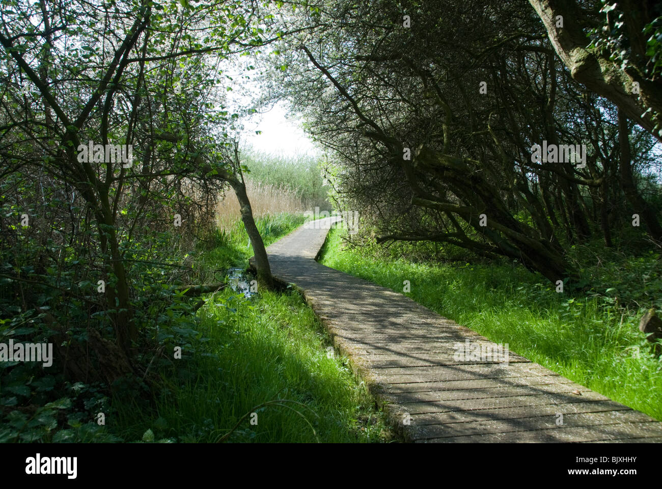 Peddars Way and Norfolk Coast Path National Trail boardwalk near the ...