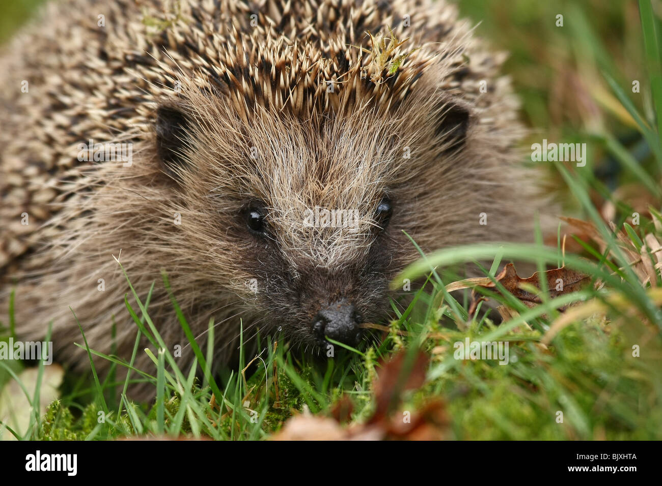 Hedgehogs head hi-res stock photography and images - Alamy