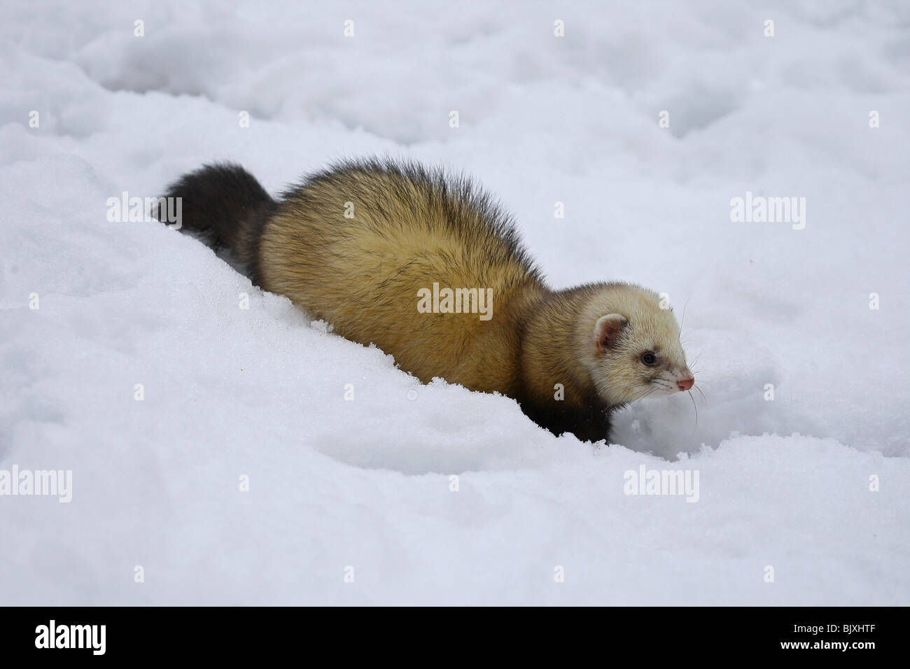 Ferret winter hi-res stock photography and images - Alamy