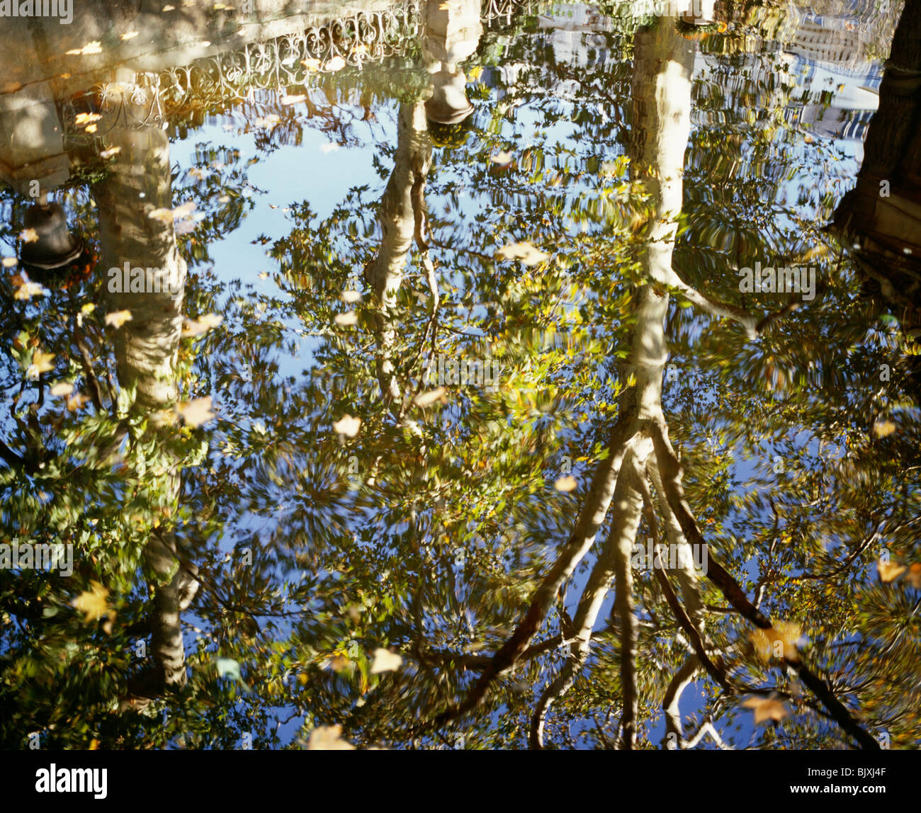Trees reflected on water surface Stock Photo - Alamy