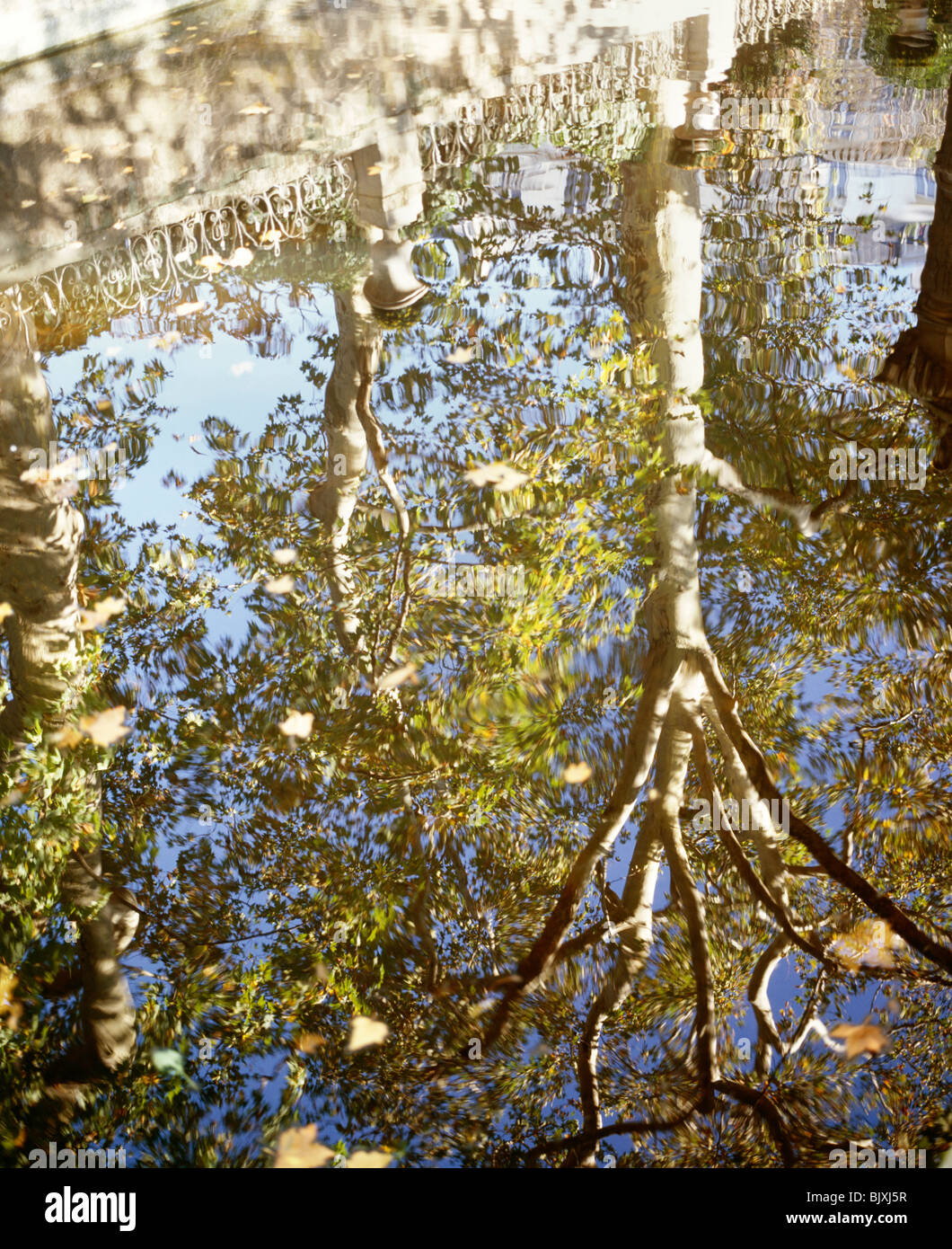 Trees reflected on water surface Stock Photo - Alamy