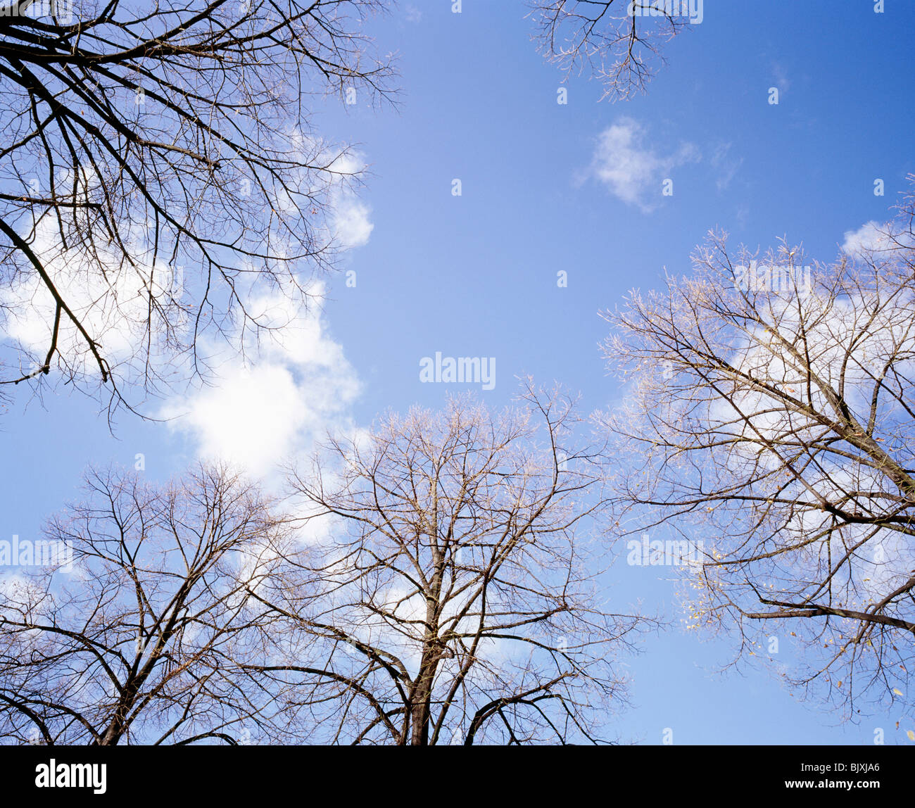 Trees in winter Stock Photo - Alamy
