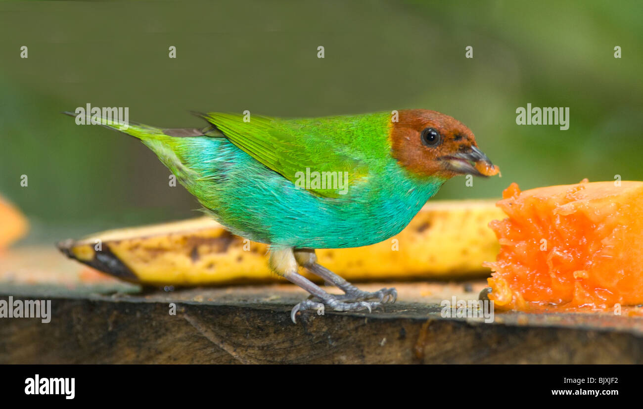 Bay-headed Tanager Tangara gyrola Panama Captive Stock Photo - Alamy