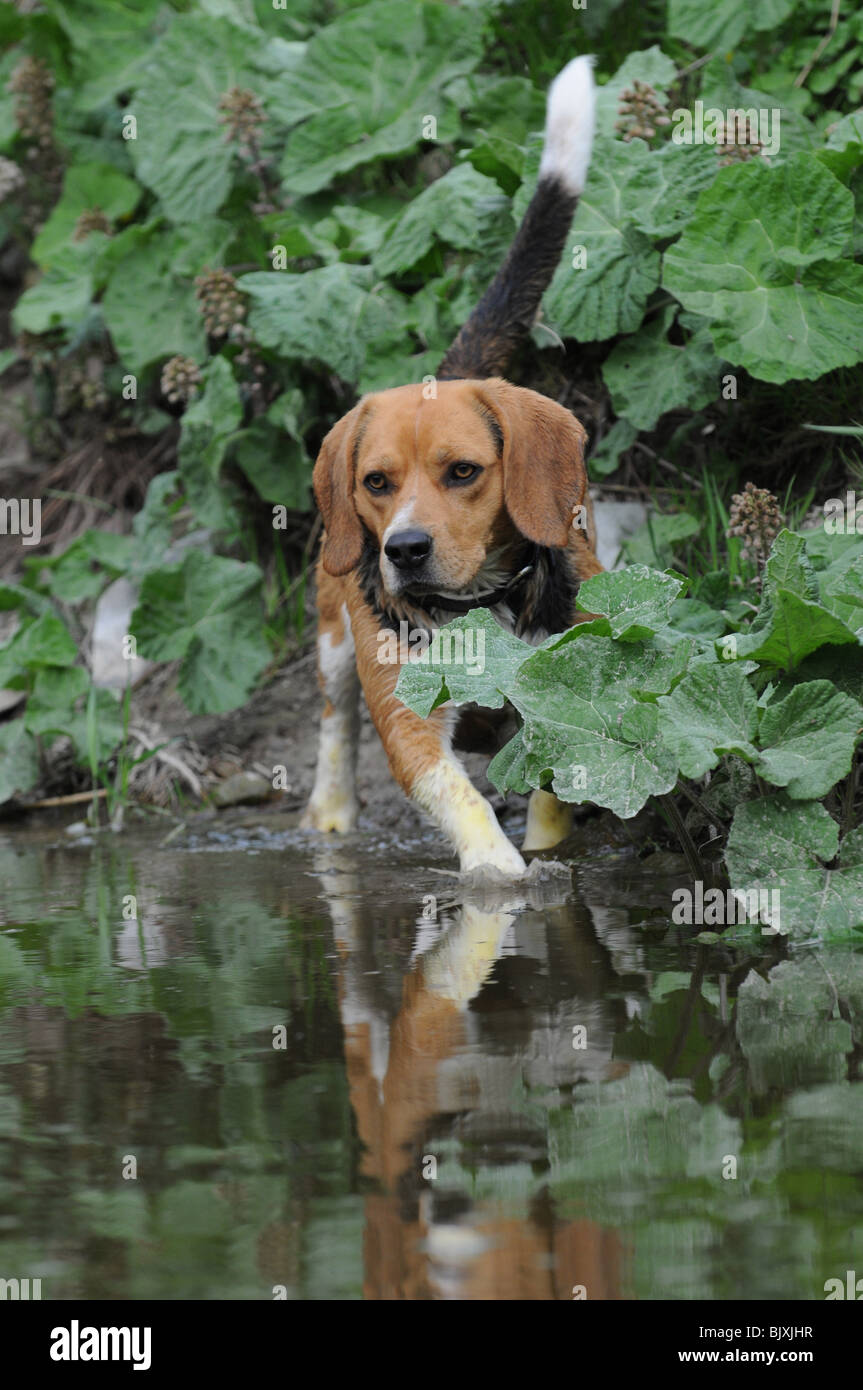 Beagle walks hi-res stock photography and images - Alamy